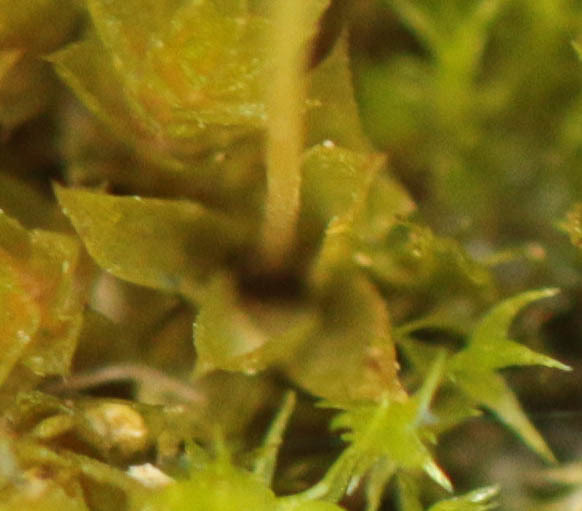 common bladder moss (Physcomitrium pyriforme) - Botanical Realm