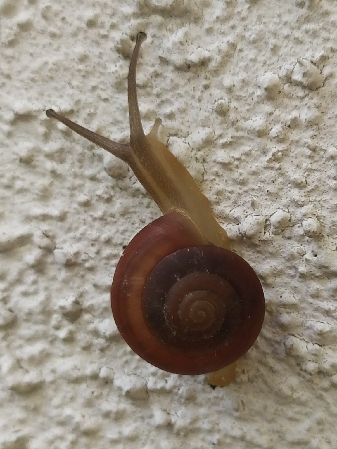 Quantula striata (J.E.Gray, 1834)