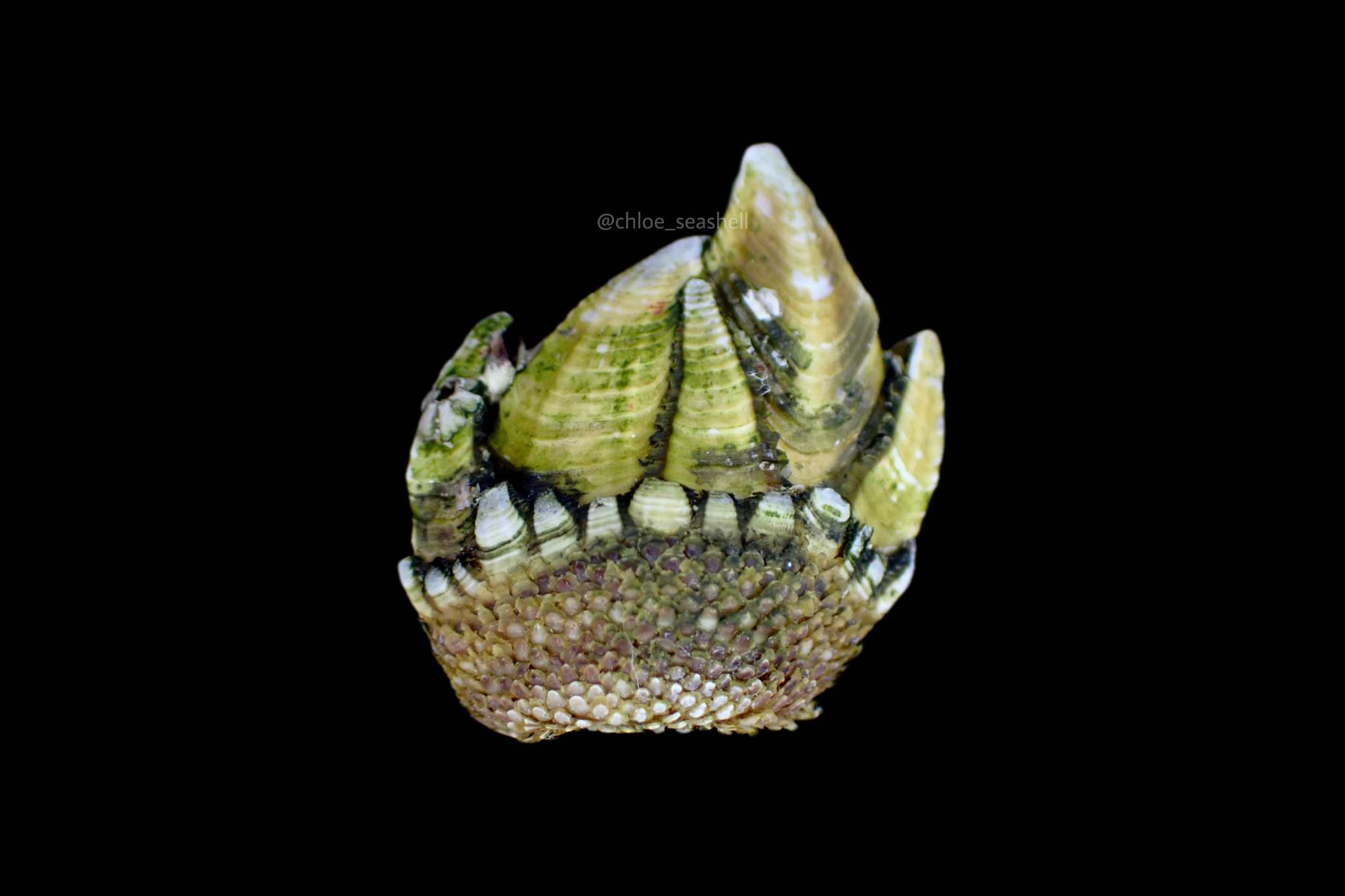 Capitulum mitella (Linnaeus, 1758)