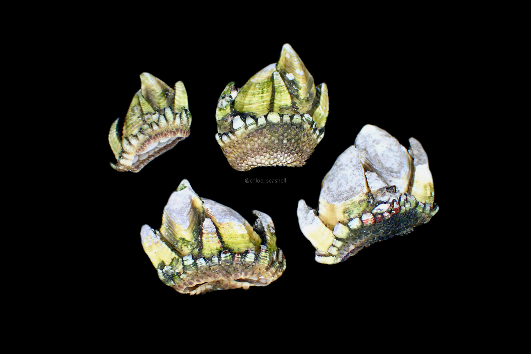 Capitulum mitella (Linnaeus, 1758)