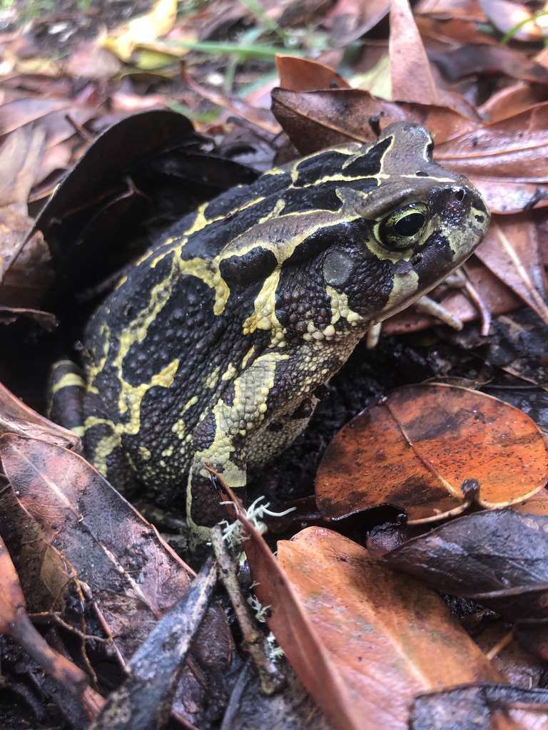Western Leopard Toad from Spes Bona Valley, Cape Town, WC, ZA on ...