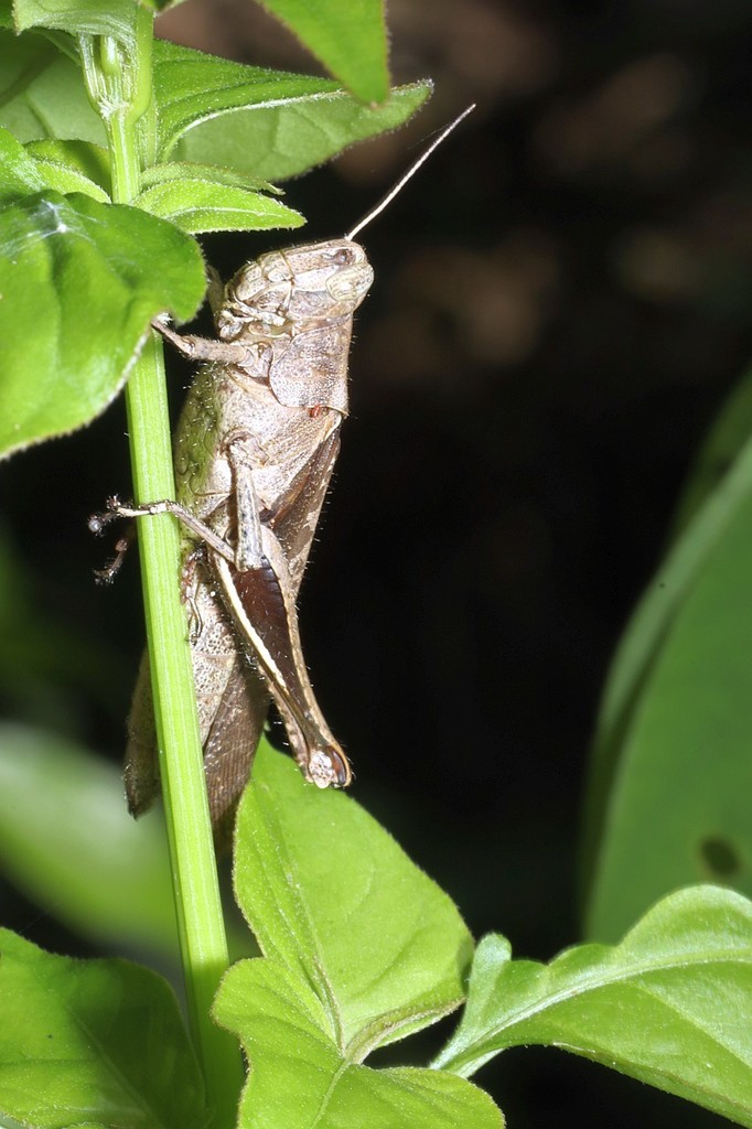 Abracris flavolineata from 10250, Peru on March 12, 2020 at 05:23 PM by ...