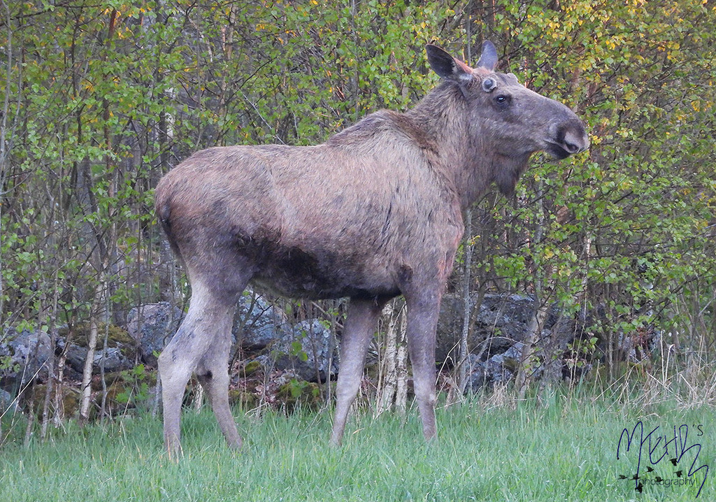 European Elk from OLSHOLMEN, 521 54 Herrljunga, Sverige on May 12, 2020 ...