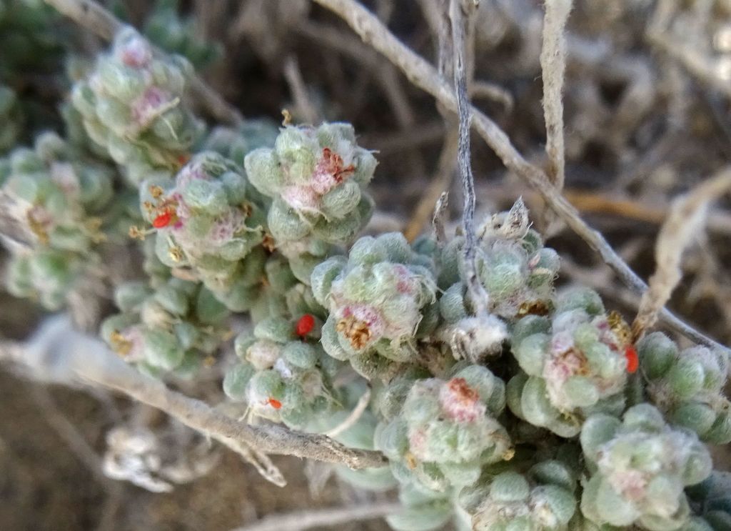 Kochia (Plants of Rosewood Nature Study Area) · iNaturalist