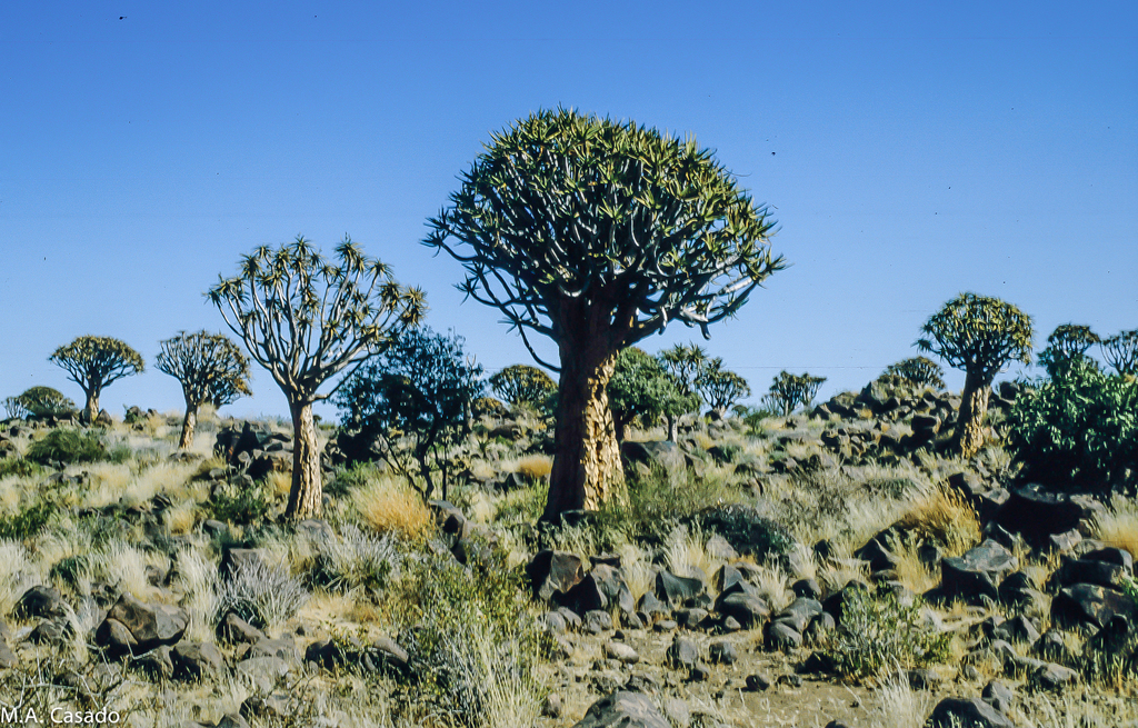 Quiver Tree from Karas, Namibia on August 04, 2002 at 12:00 PM by ...