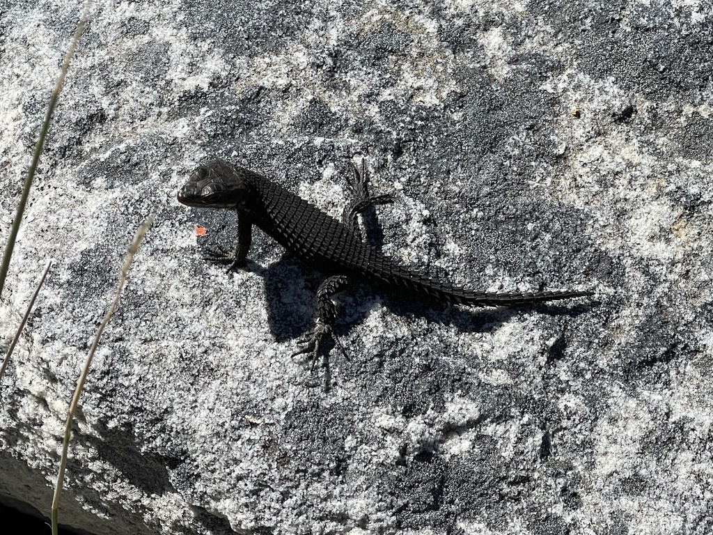 Black Girdled Lizard from Table Mountain National Park, Southern ...