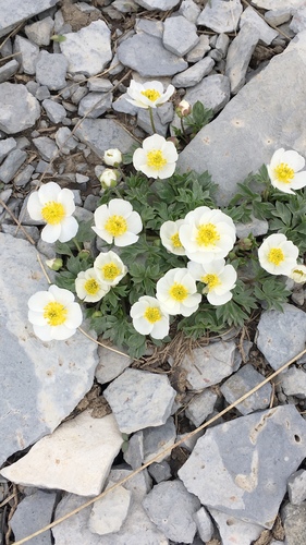 Subspecies Ranunculus seguieri seguieri · iNaturalist