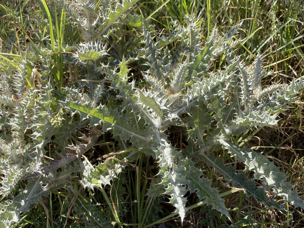 Variable African Thistle from Cape Winelands, South Africa on February ...