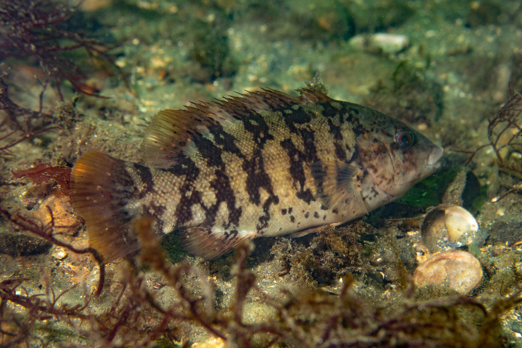 Tautog (Wildlife of the United States - Fish Pt.3) · iNaturalist
