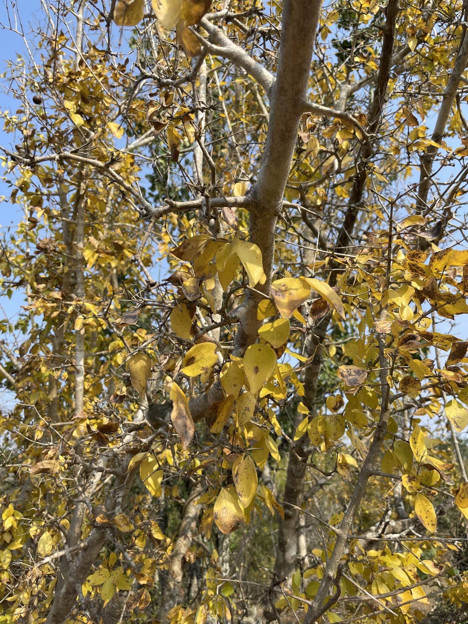 Strychnos lucida R.Br.