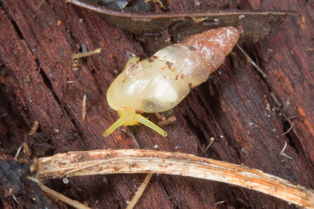 Spiked Awlsnail (Gastropoda (snails and slugs) of the Chagos ...
