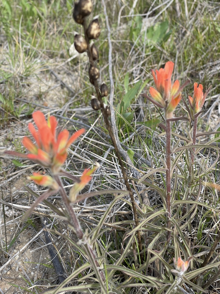 Castilleja subinclusa jepsonii from Weir Canyon Wilderness Park, Orange ...