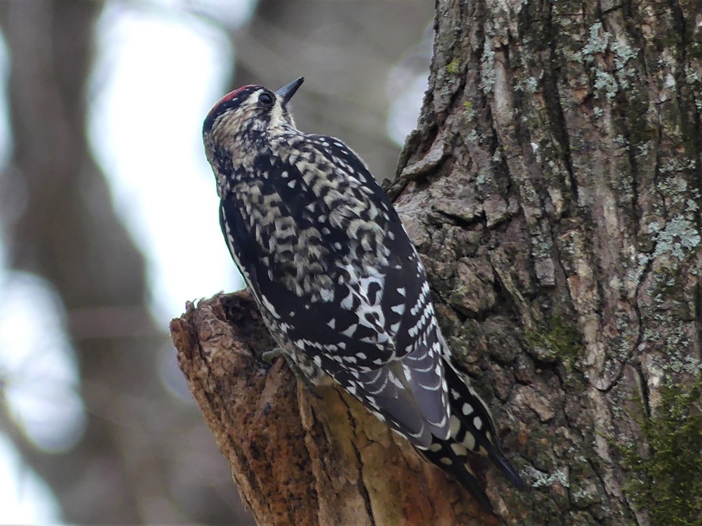 Yellow-bellied Sapsucker from Richardson, TX, USA on February 21, 2022 ...