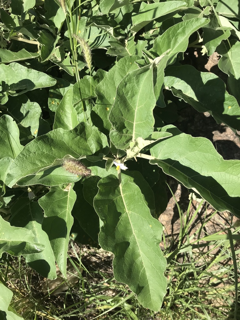 Thorn Bitter Apple from Avis Dam Nature Reserve, Windhoek, Khomas, NA ...