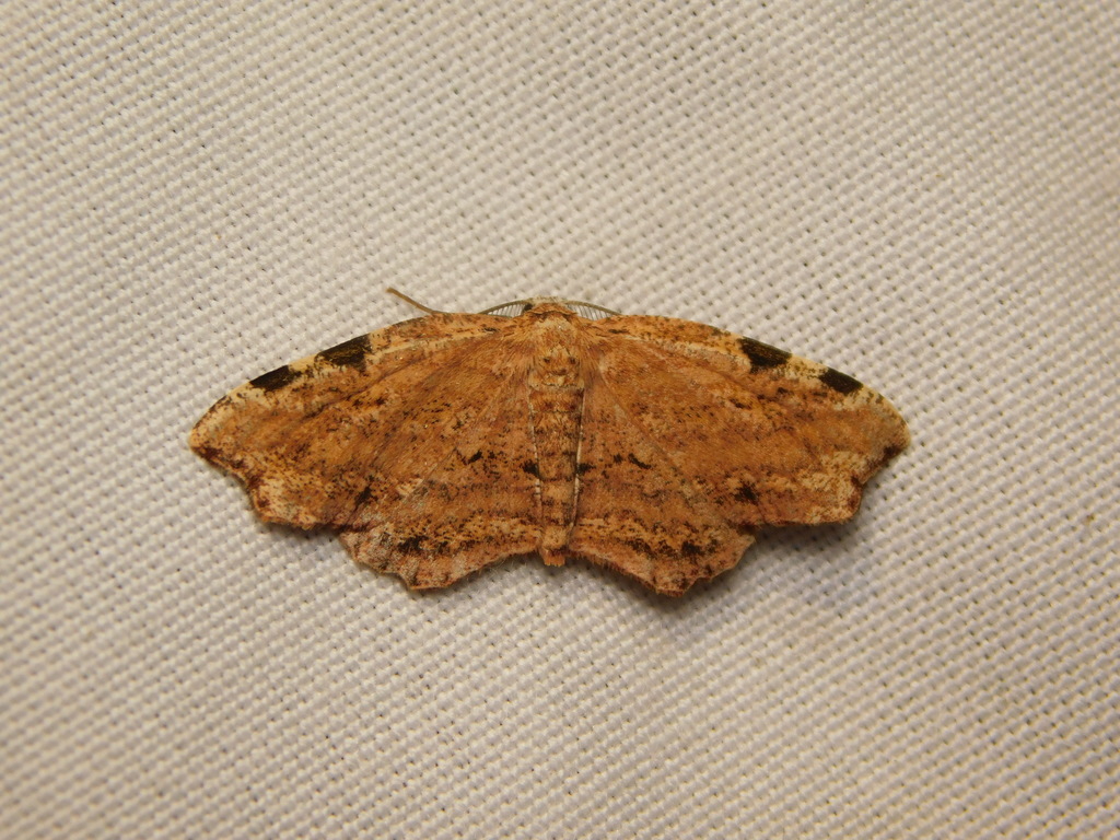Achrosis intexta from Kadamane Tea Estate, Karnataka on February 18 ...