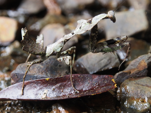 Deroplatys moultoni · iNaturalist