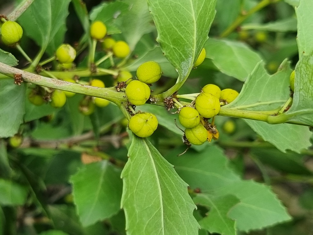 Koko Tree from City of Tshwane Metropolitan Municipality, South Africa ...