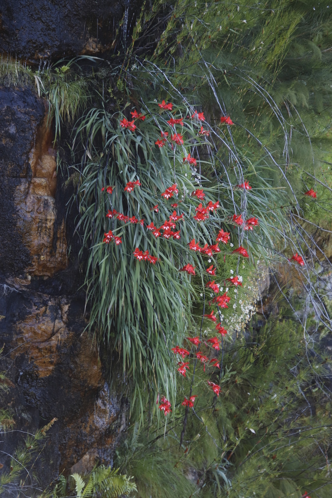 Waterfall lily from Wemmershoek Plateau, Klein Drakenstein, Hawekwas ...