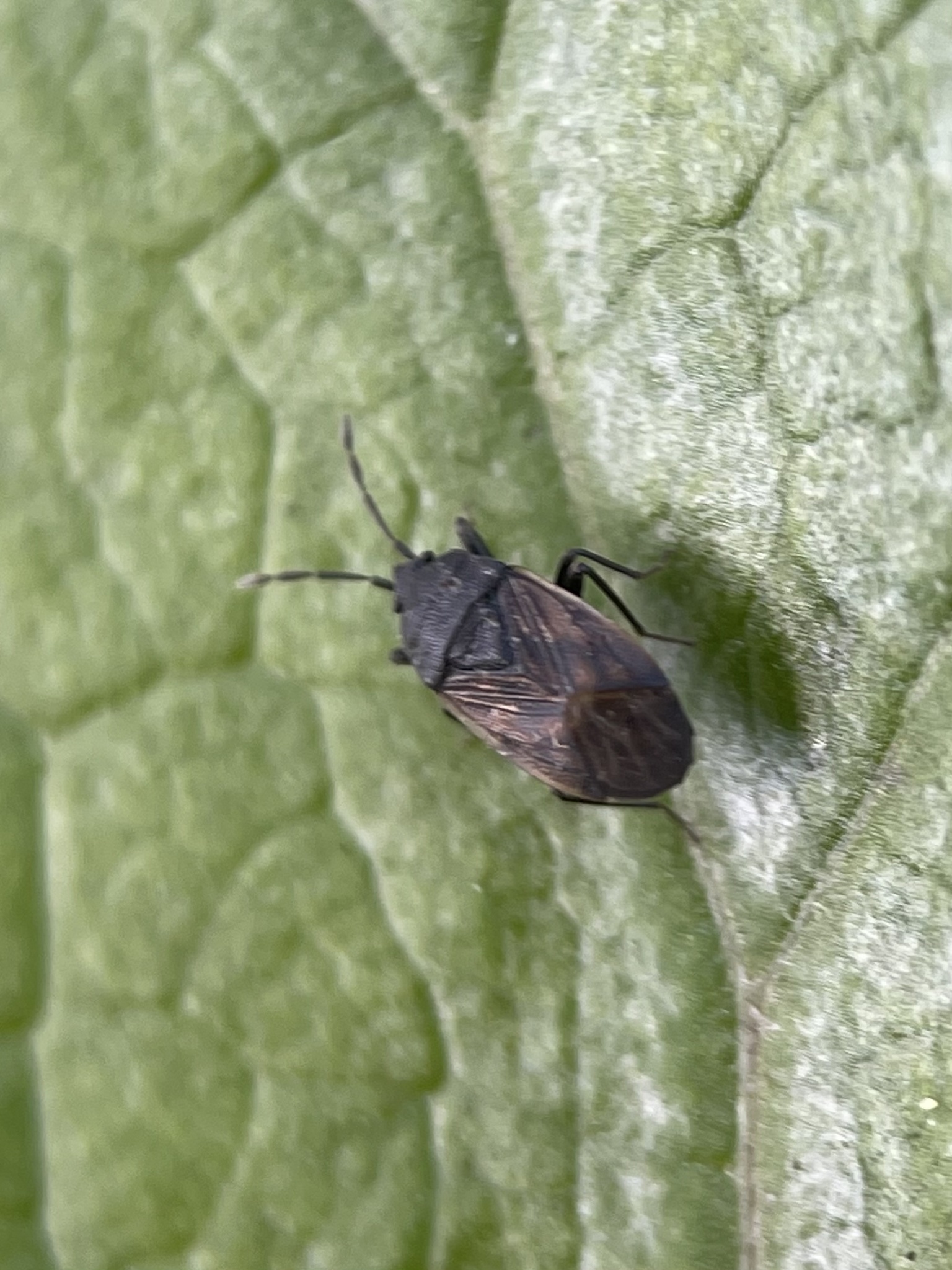 Drymus ryeii Douglas & Scott, 1865