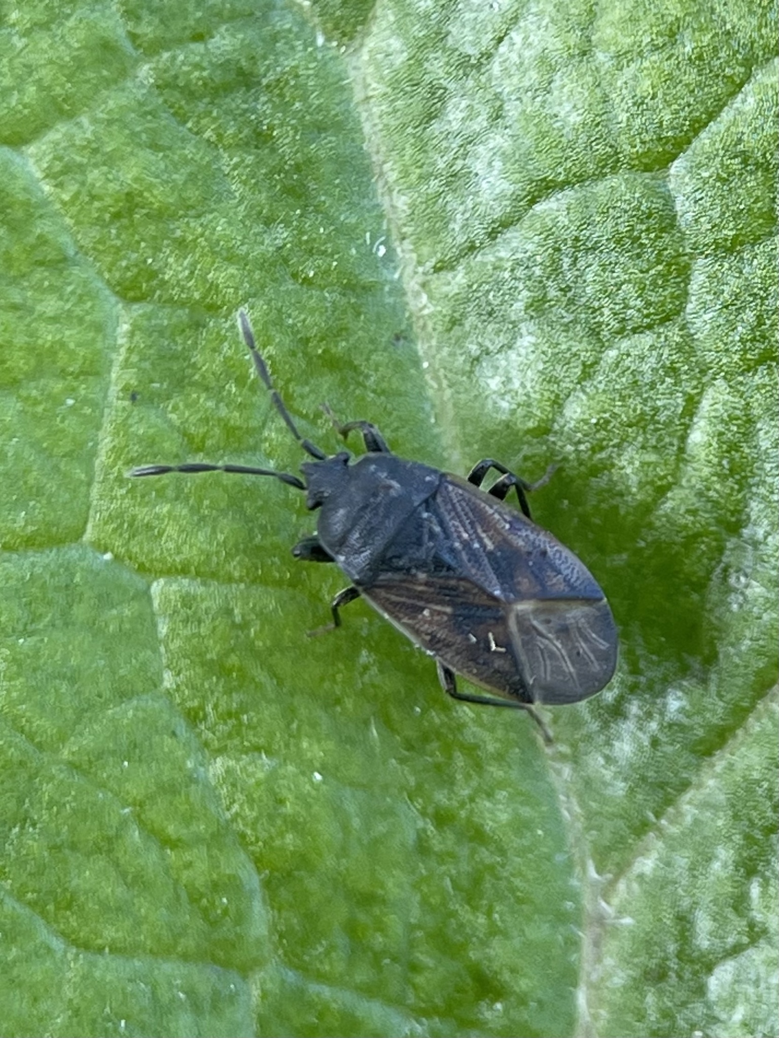 Drymus ryeii Douglas & Scott, 1865