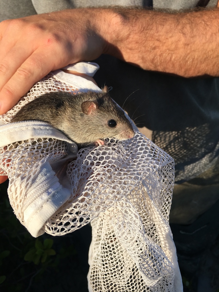 Silver Rice Rat from Sugarloaf Key, Summerland Key, FL, US on April 11 ...
