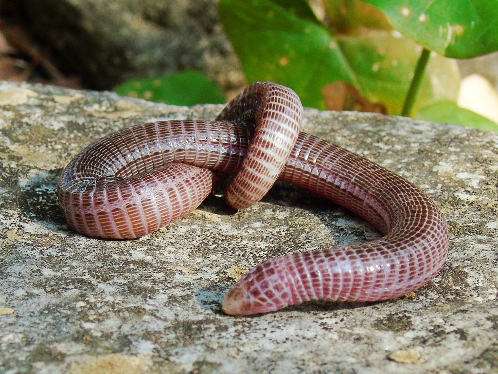 Amphisbaenians (Amphisbaenia) - Snakes and Lizards