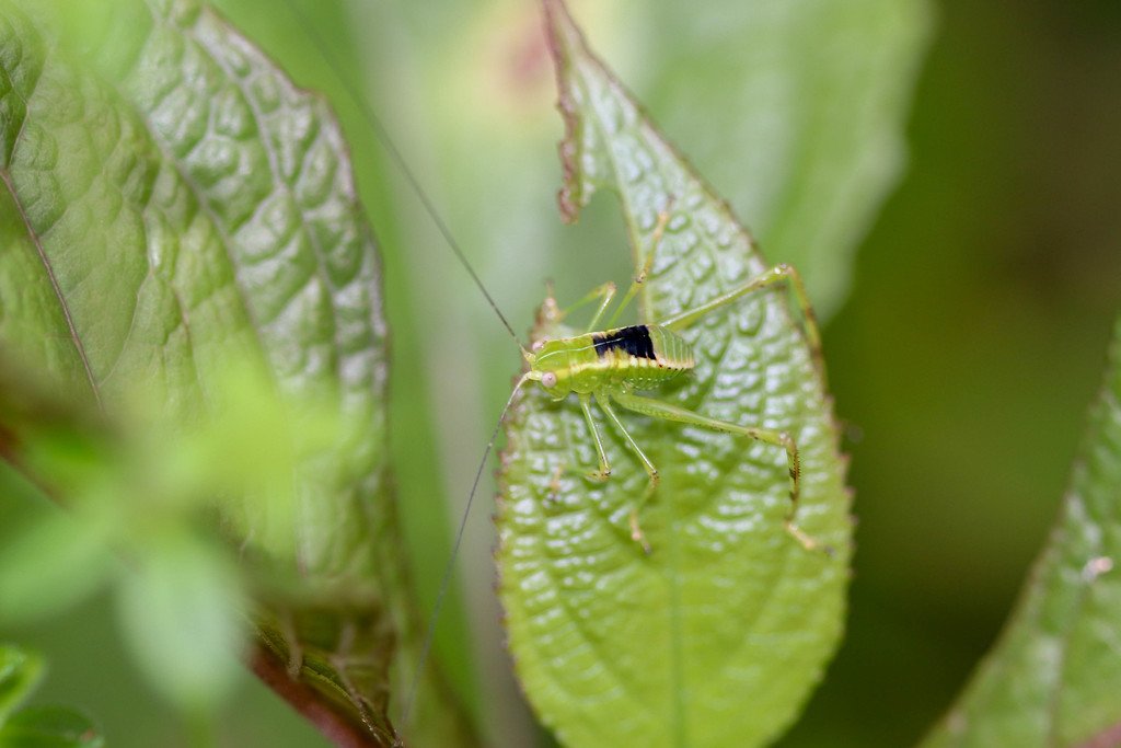 Neotropical Giant Katydids from Dagua, Valle del Cauca, Colombie on ...