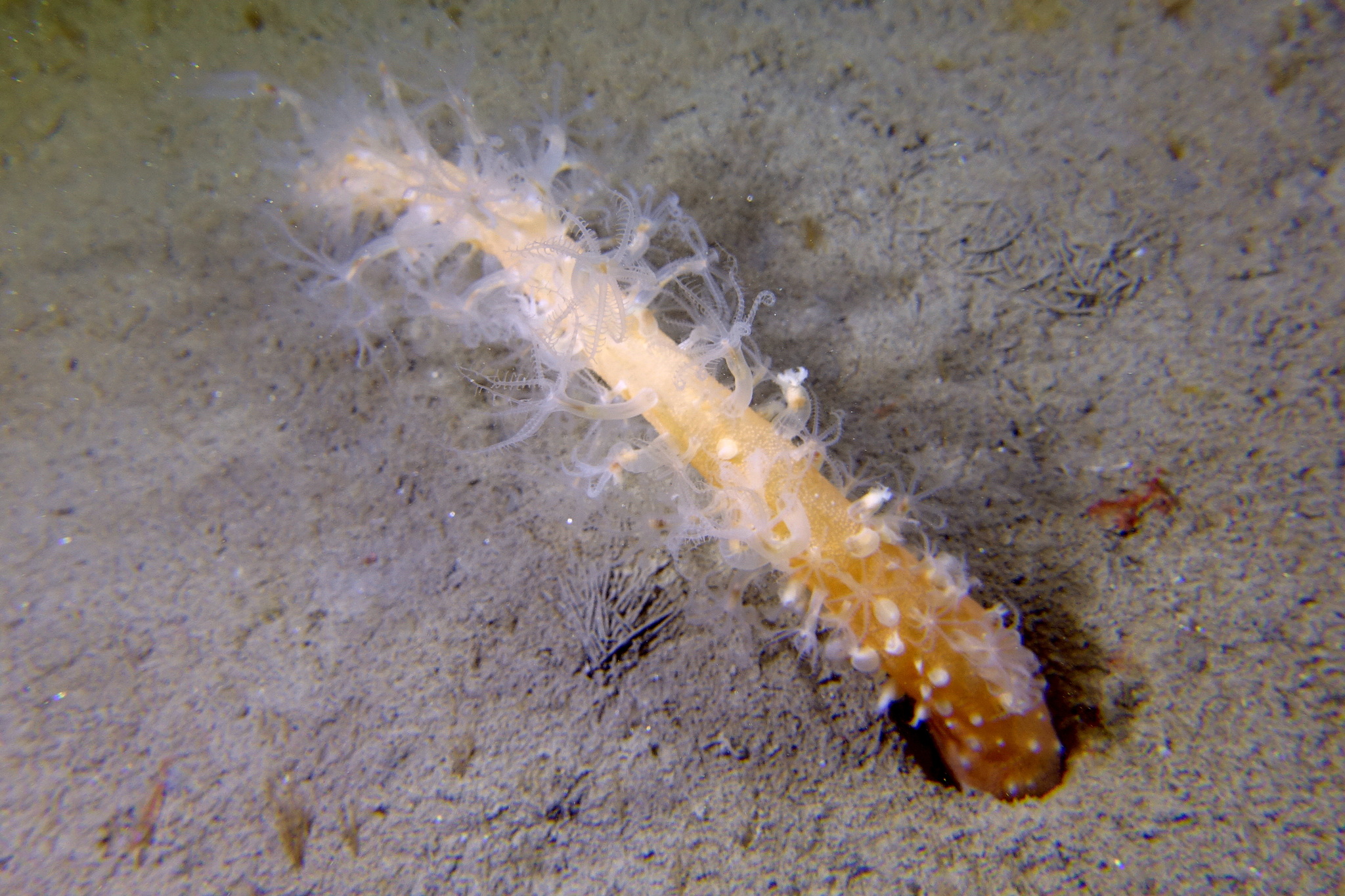 Veretillum cynomorium (Pallas, 1766)