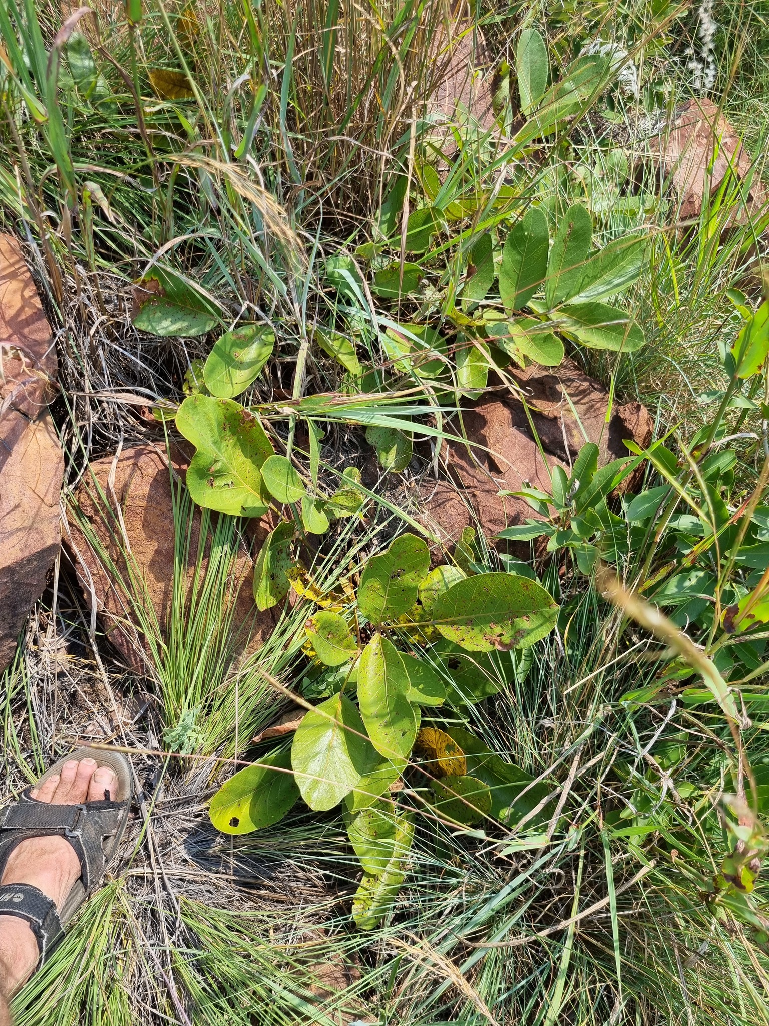 Lannea edulis (Sond.) Engl.