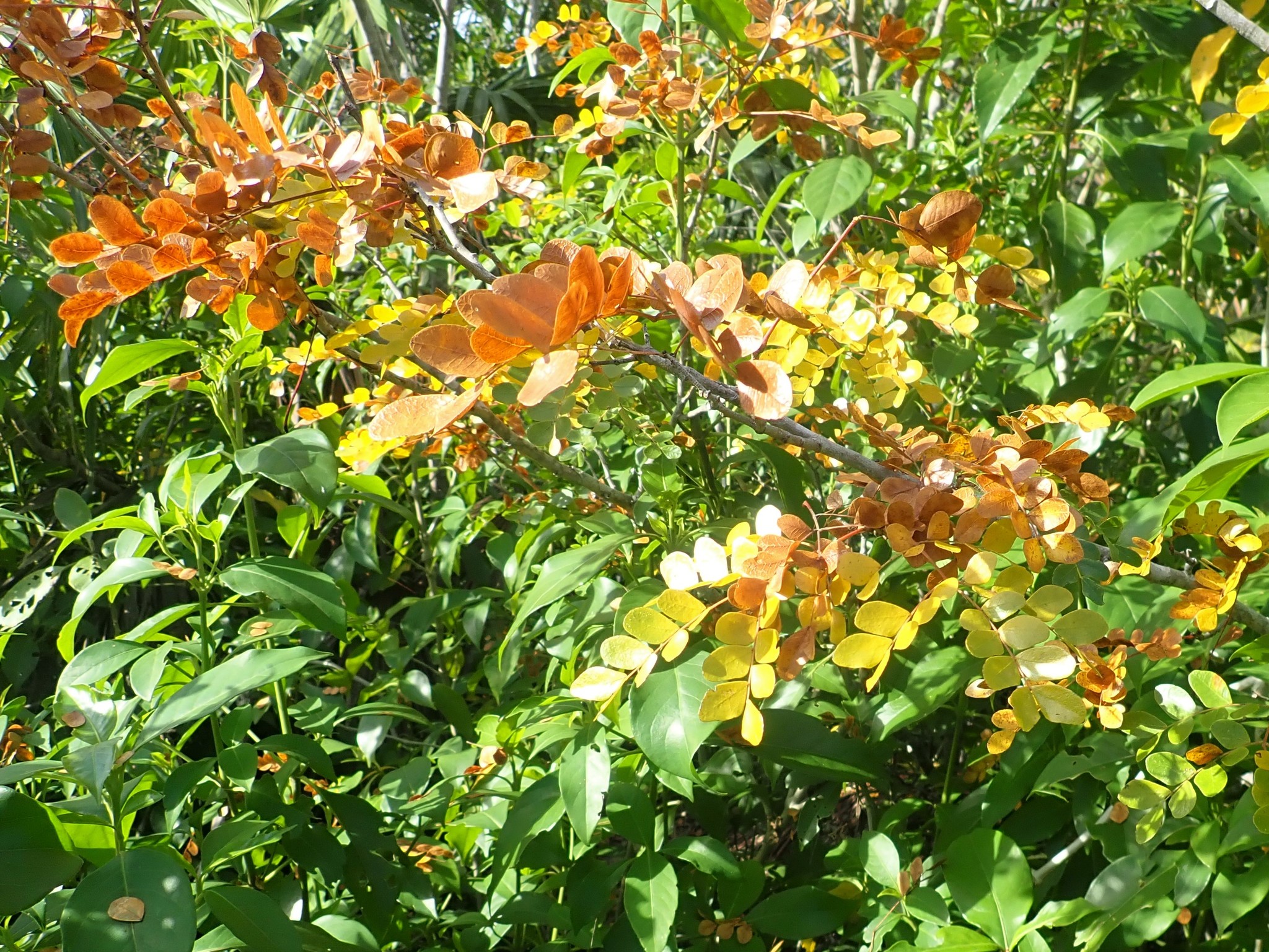 Cenostigma gaumeri (Greenm.) Gagnon & G.P.Lewis