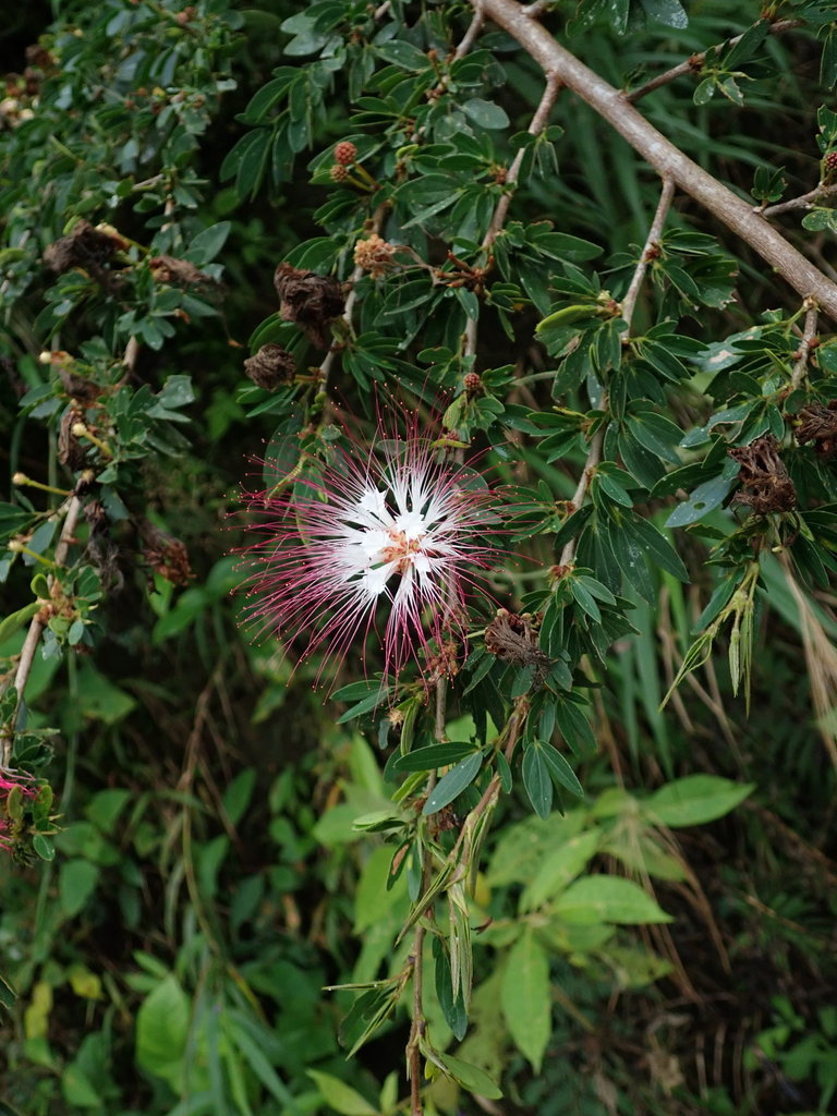 Calliandra angustifolia from Archidona Canton, Ecuador on January 14 ...