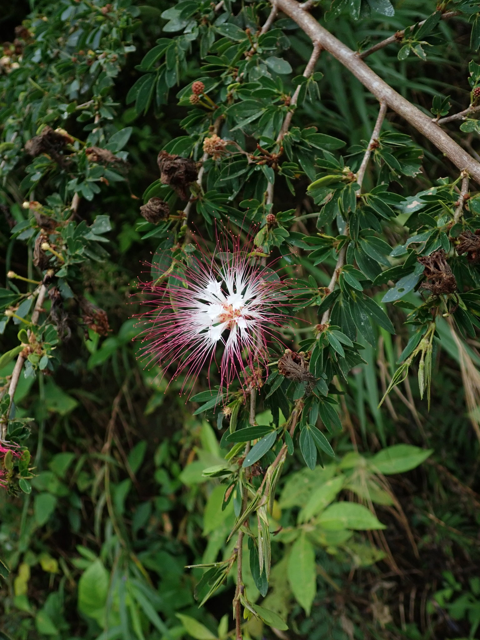 Calliandra angustifolia Spruce ex Benth.