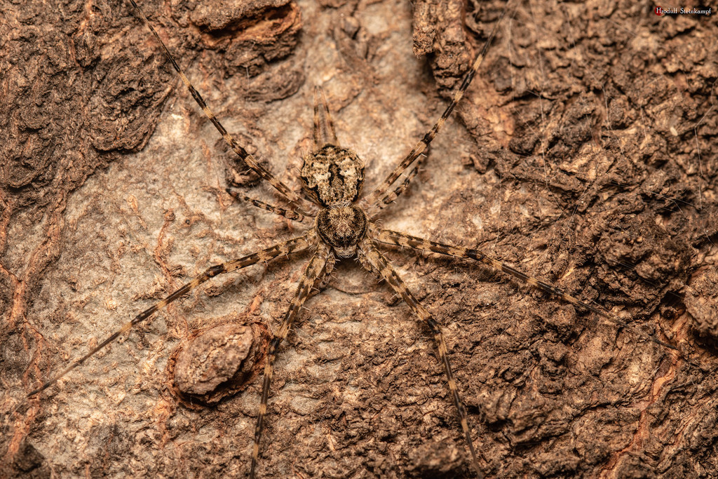 Namibian Long Spinnered Tree Spider from Kuruman, 8460, South Africa on ...
