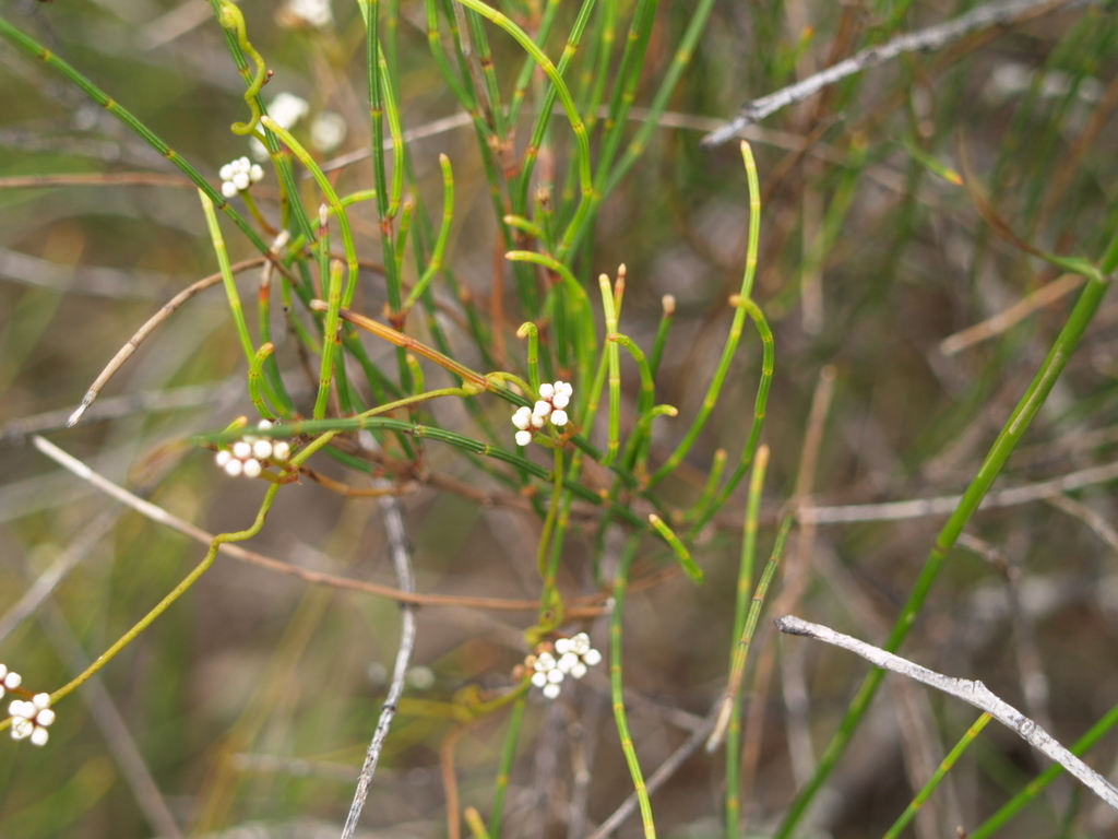 Dodder Laurels from Congo NSW 2537, Australia on February 21, 2022 at ...