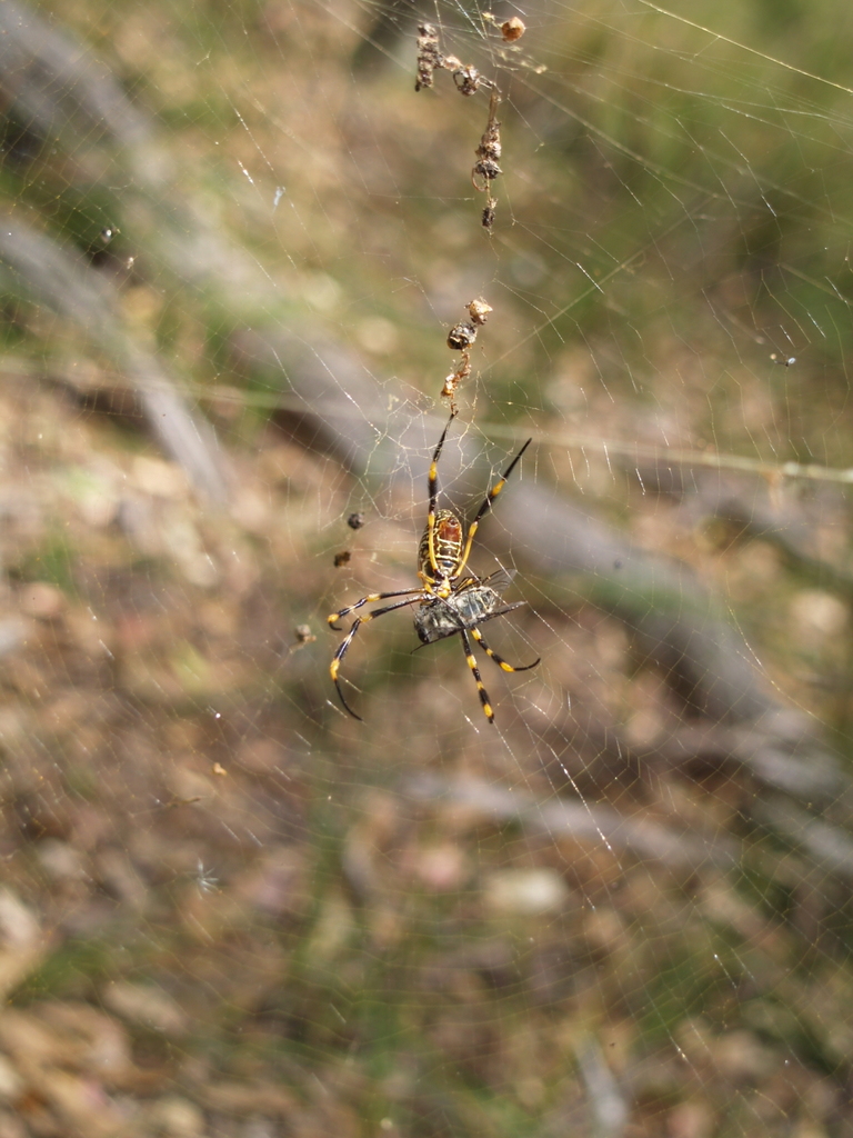 Tiger Spider from Congo NSW 2537, Australia on February 21, 2022 at 03: ...