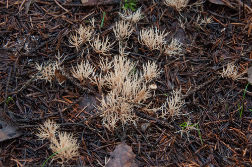 Hiushaarakkaat (Pterula)