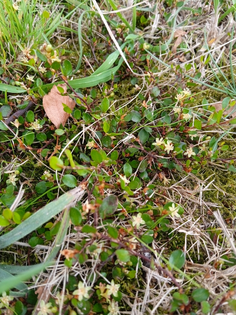 Creeping Wire Vine from Middleton, Christchurch, New Zealand on ...
