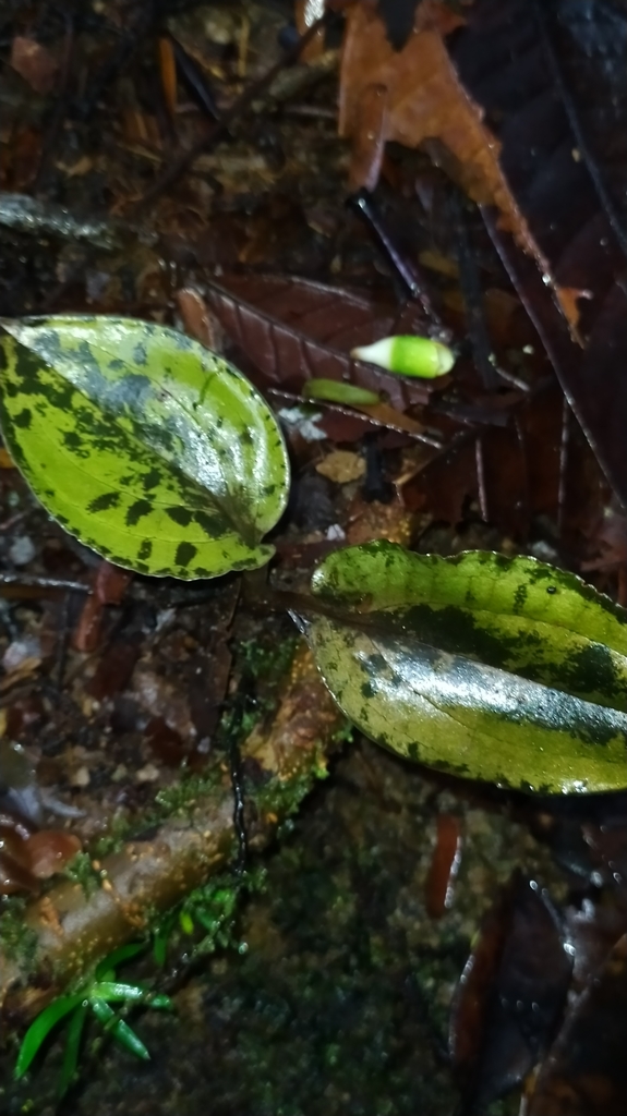 Pelexia from Régina, Guyane française on February 17, 2022 at 01:48 PM ...