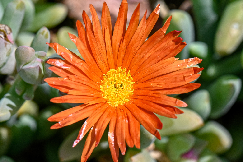 coppery mesemb (Malephora crocea) - Botanical Realm