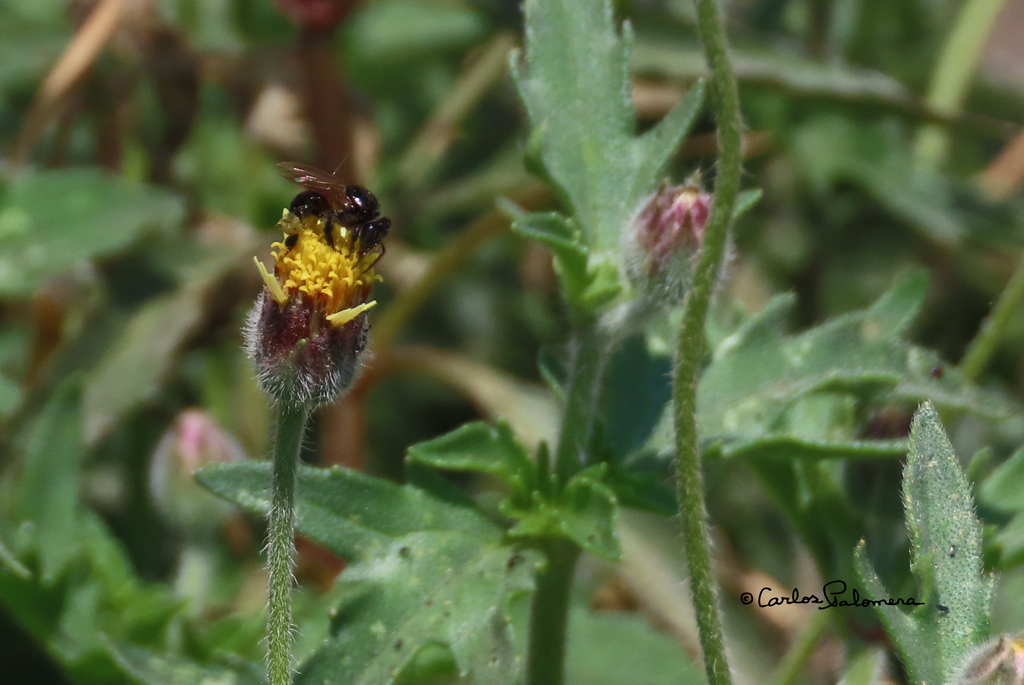 Two-lined Partamona from Centro, El Grullo, Jal., México on February 26 ...