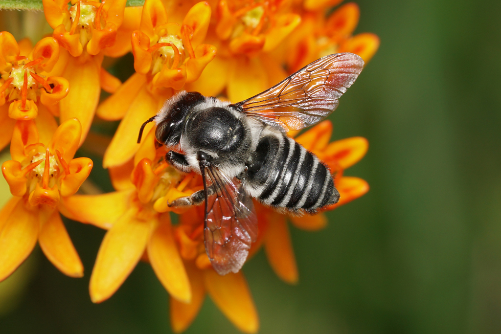 Texas Leaf-cutter Bee from Lorain Co., Ohio, USA on June 30, 2021 at 12 ...