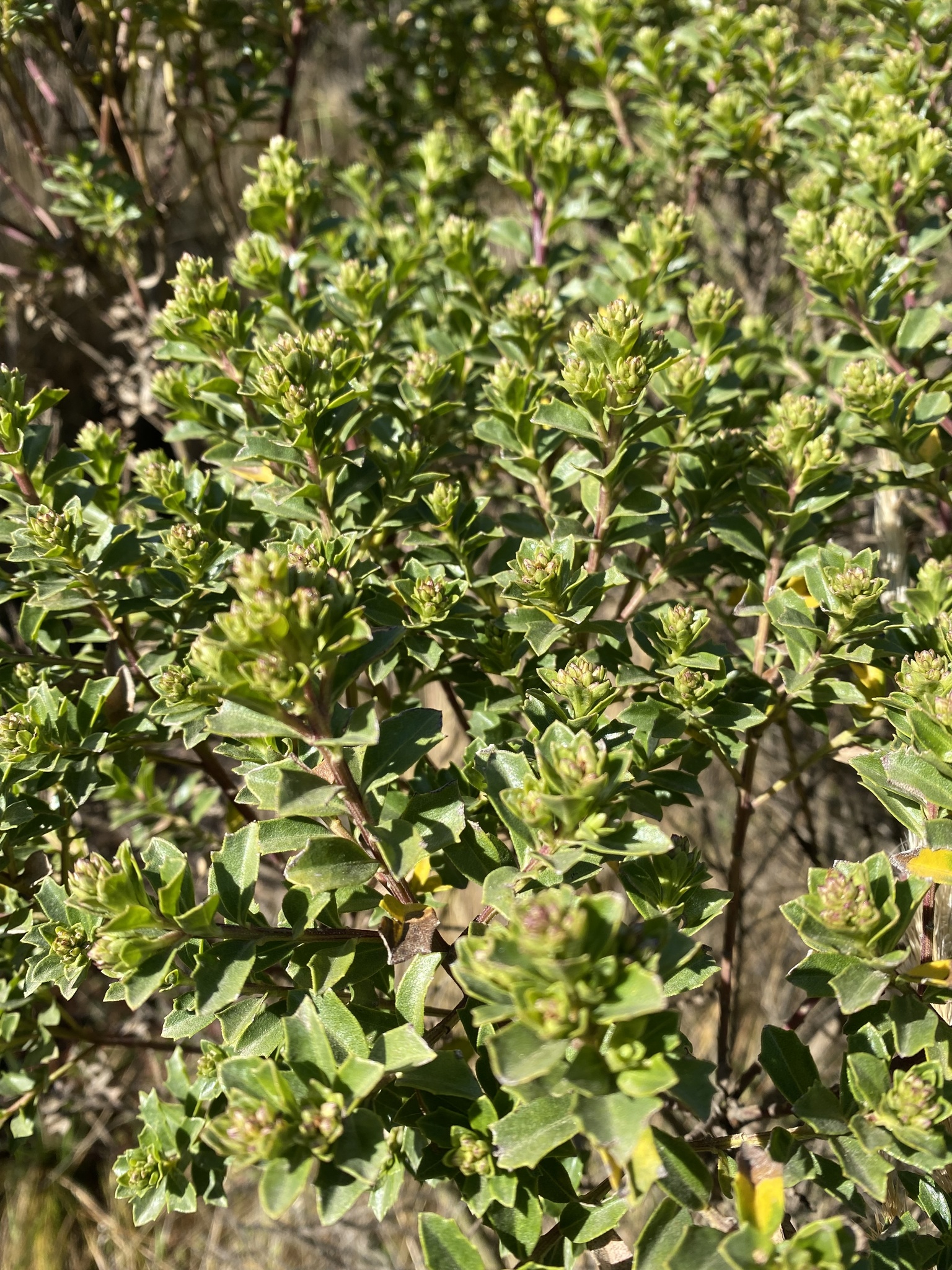 Baccharis conferta Kunth