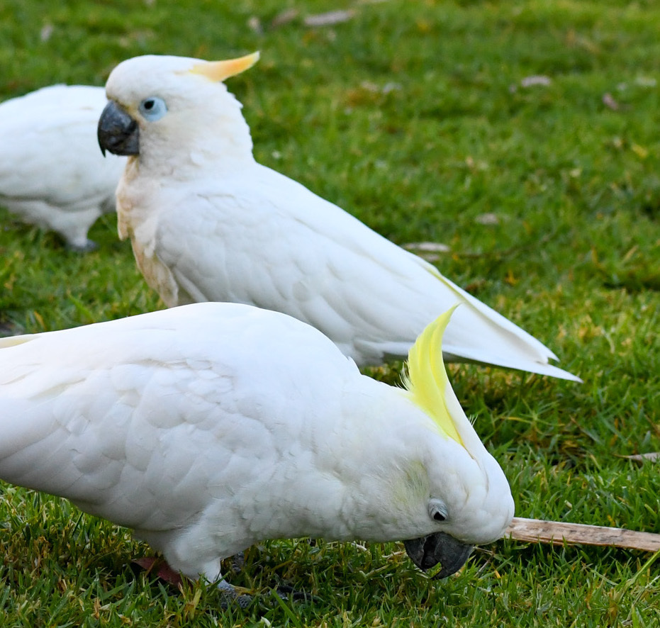 Sulphur-crested Cockatoo × Little Corella (Birds of Sydney NSW ...