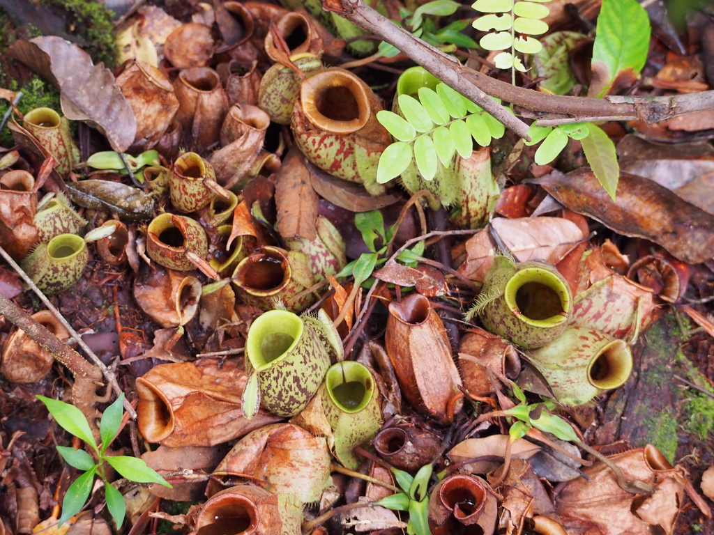 flask-shaped pitcher plant from West Kotawaringin Regency, Central ...