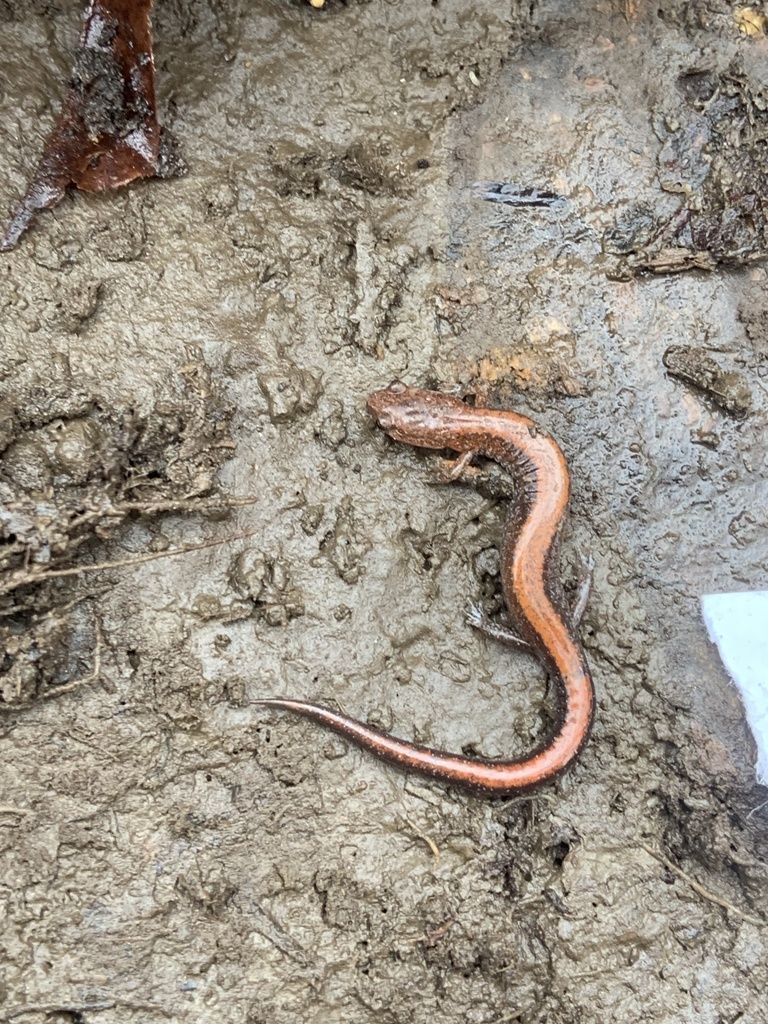 Southern Red-backed Salamander in February 2022 by drewkanes · iNaturalist