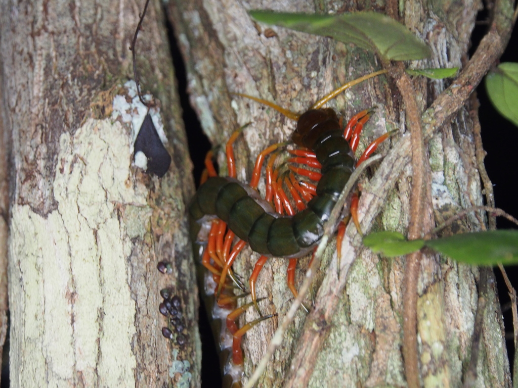 Giant Centipedes from West Kotawaringin Regency, Central Kalimantan ...