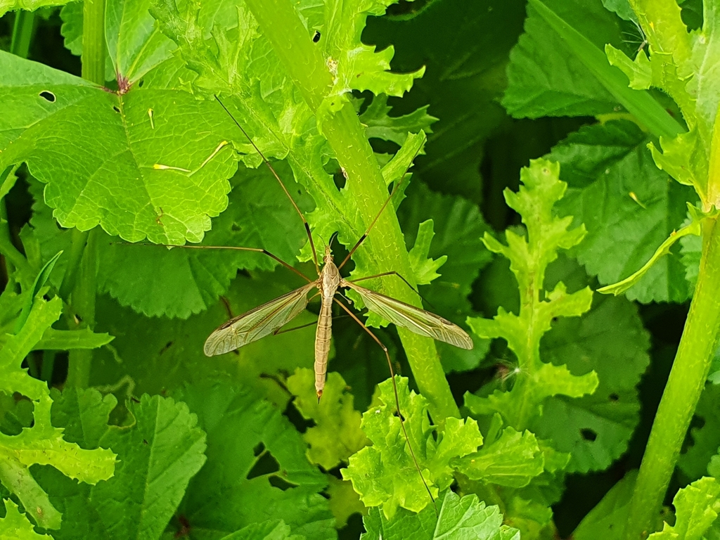 Marsh Crane Fly from Ezor Akko, Israel on February 26, 2022 at 03:35 PM ...