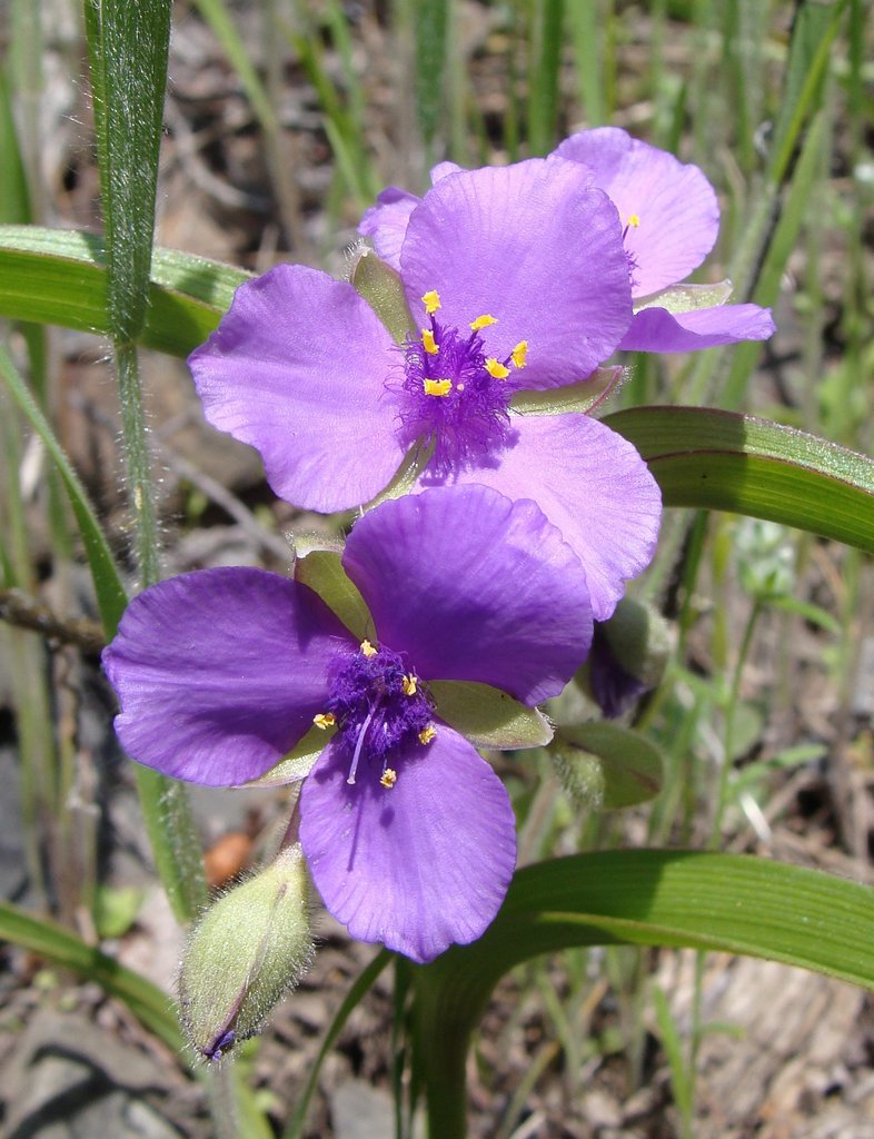 Čhaŋȟlóǧaŋ Pȟáŋpȟaŋla (Delicate Hollow-stalk), or Longbract Spiderwort ...