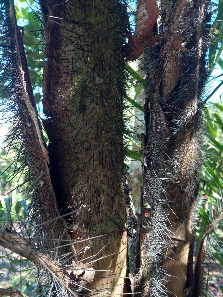 Bactris plumeriana from Pedro Santana, DO-EP, DO on February 26, 2022 ...