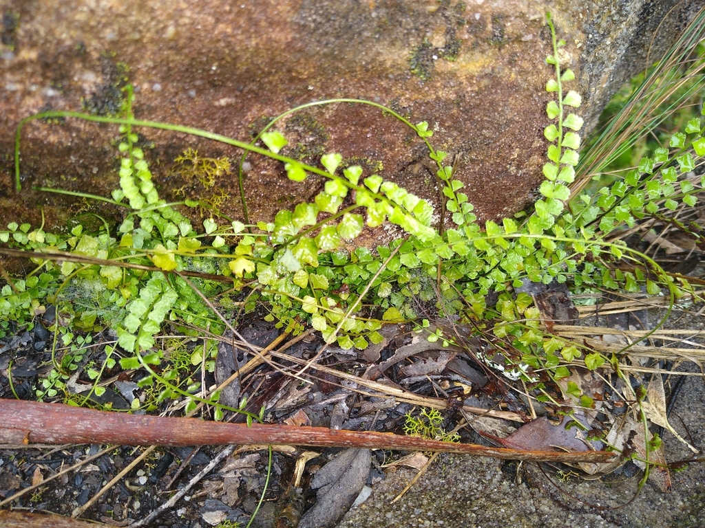 Necklace Fern from Blue Mountains, NSW, Australia on February 27, 2022 ...